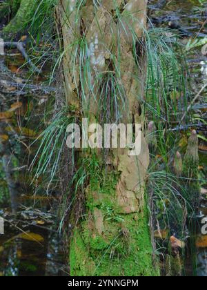 Shoestring Fern (Vittaria lineata Stock Photo - Alamy