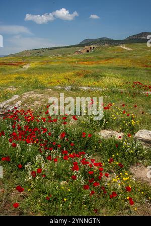 Red Wild Poppy and Flowers. A Red Poppy and other wild flowers in a ...