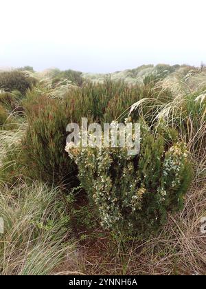 Inaka (Dracophyllum longifolium Stock Photo - Alamy