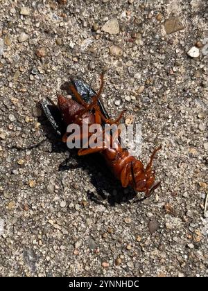 fuscatus-group Paper Wasps (Fuscopolistes), Insecta, Hazard ARH ...