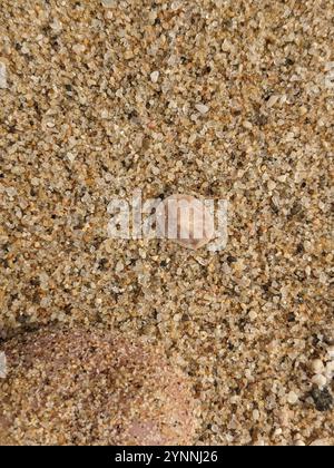 Spiny Cup-and-Saucer (Crucibulum spinosum Stock Photo - Alamy