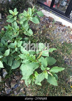 Inkweed (Phytolacca octandra Stock Photo - Alamy