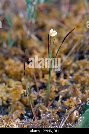 Moor Rush (Juncus stygius Stock Photo - Alamy