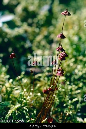 Brilliant Red Dung Moss (Splachnum rubrum Stock Photo - Alamy