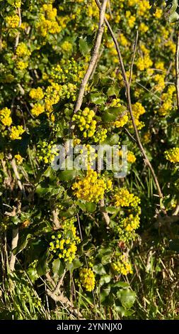 California barberry (Berberis pinnata Stock Photo - Alamy