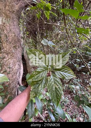 Fetid holly (Mappia nimmoniana Stock Photo - Alamy