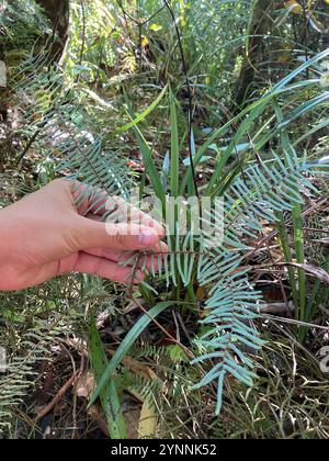 Pouched Coral Fern (Gleichenia dicarpa Stock Photo - Alamy