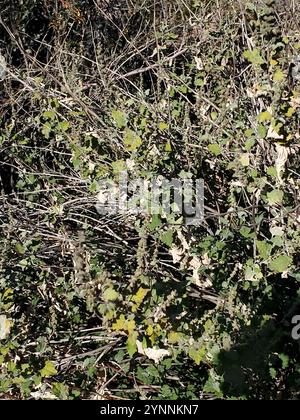 Tucson bur ragweed (Ambrosia cordifolia Stock Photo - Alamy
