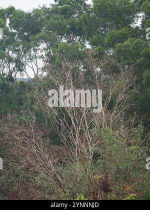 Subcostate Crape Myrtle (Lagerstroemia subcostata Stock Photo - Alamy