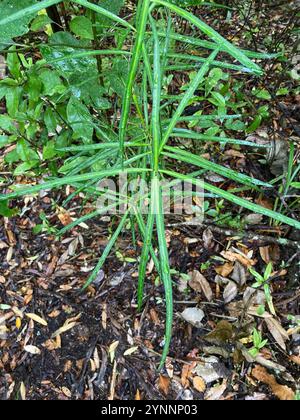 White Maire (Nestegis lanceolata Stock Photo - Alamy