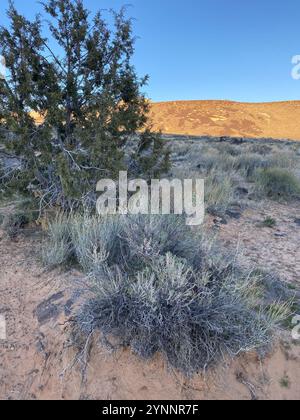 narrowleaf goldenbush (Ericameria linearifolia Stock Photo - Alamy