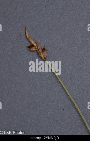 creeping sedge (Carex chordorrhiza Stock Photo - Alamy