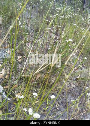 wiry spear-grass (Austrostipa muelleri Stock Photo - Alamy