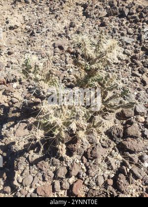Whipple Cholla (Cylindropuntia whipplei Stock Photo - Alamy