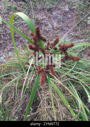 Swamp Flatsedge (Cyperus ligularis Stock Photo - Alamy