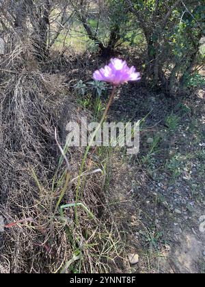 (Dipterostemon capitatus capitatus Stock Photo - Alamy