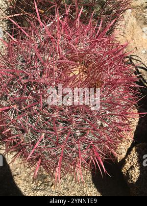 Fire Barrel Cactus (Ferocactus gracilis Stock Photo - Alamy