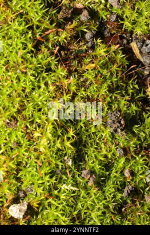 Twisted Moss (Tortella tortuosa Stock Photo - Alamy