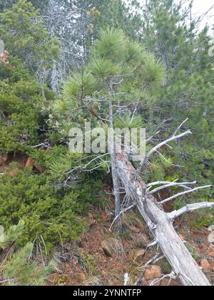 Western Dwarf-Mistletoe (Arceuthobium campylopodum) Plantae Stock Photo ...