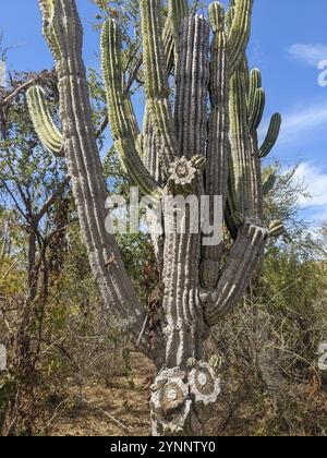 Indian Comb (Pachycereus pecten-aboriginum Stock Photo - Alamy