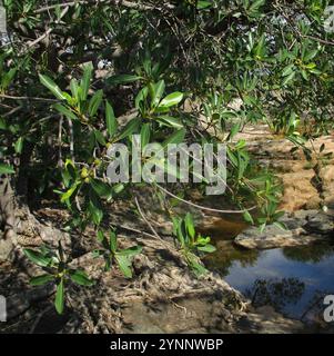 Common Wild Fig (Ficus burkei Stock Photo - Alamy