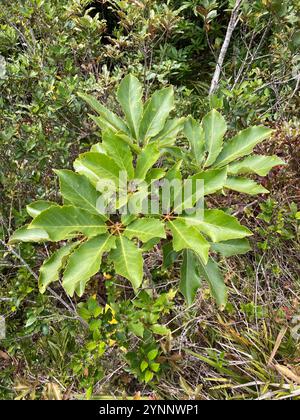 five finger (Pseudopanax arboreus Stock Photo - Alamy