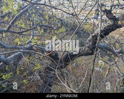 cimarron plum (Cyrtocarpa edulis Stock Photo - Alamy