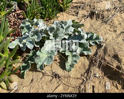 Surf Thistle (Cirsium rhothophilum Stock Photo - Alamy