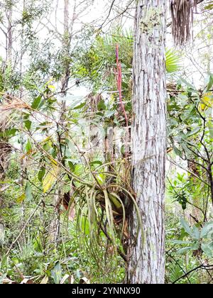 Balbis' airplant (Tillandsia balbisiana Stock Photo - Alamy