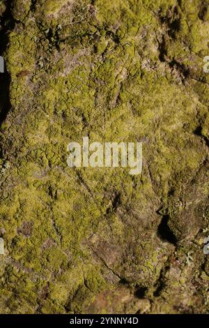 Candleflame Lichen (Candelaria concolor Stock Photo - Alamy