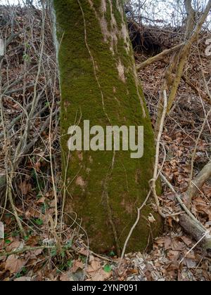 tree-skirt moss (Pseudanomodon attenuatus) Plantae Stock Photo - Alamy