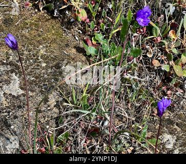 Blue Dicks (Dipterostemon capitatus Stock Photo - Alamy