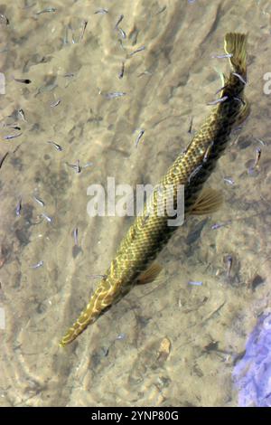 A Florida Gar fish species Stock Photo - Alamy