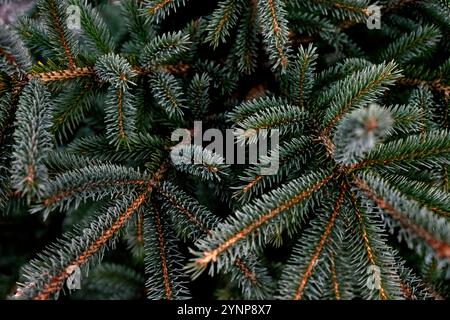 Blue Christmas tree needles texture. Abstract natural background Stock ...