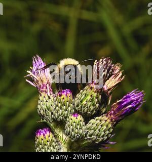 A view of a bumblebee in natural habitat on colorful plants Stock Photo ...