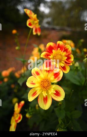 Read and yellow autumn flower of collarette dahlia Pooh UK garden ...