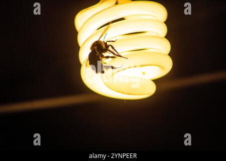 Bee on a fluorescent Bulb Stock Photo - Alamy