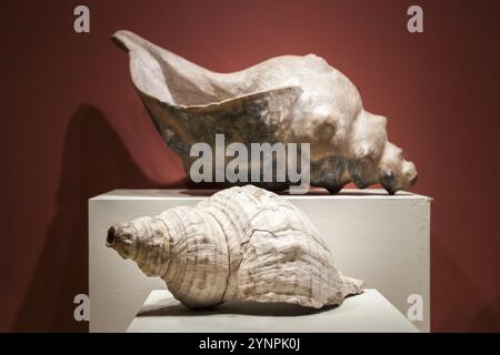 Big prehistoric conch on coloured background. Guadalajara, Jalisco ...