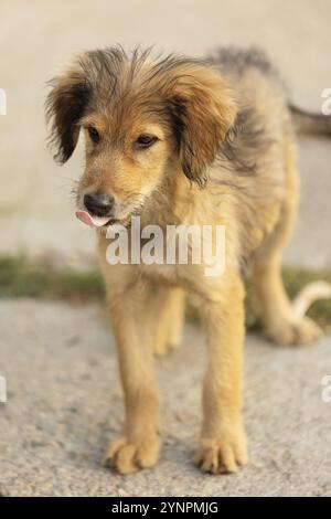Red fuzzy mutt puppy standing outdoor. Mix Breed street dog Stock Photo ...