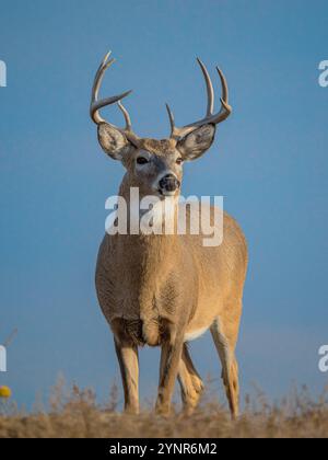 Whitetail buck with eight point antlers in velvet surrounded by flies ...