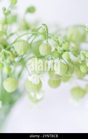 Green bells on glass Stock Photo - Alamy