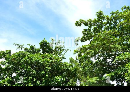 Terminalia catappa tree against the sjy Stock Photo - Alamy
