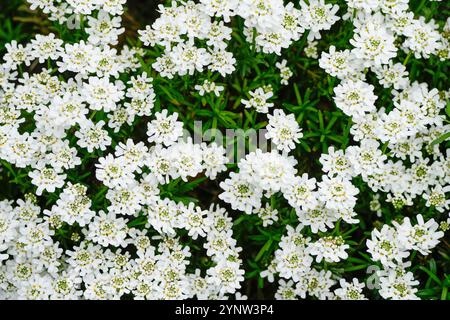 White flowers of the evergreen candytuft. Flowering plant close-up ...