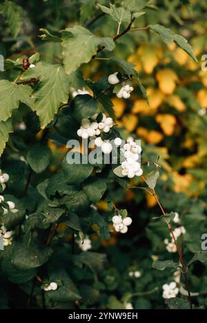 Common snowberry: inflorescence and fruits of a common snowberry ...