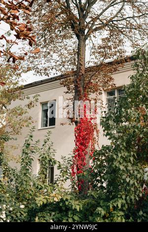 Natural sprays with clipping path Stock Photo - Alamy