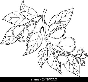 Nutmeg Branch Isolated Outline Illustration Stock Vector Image & Art ...