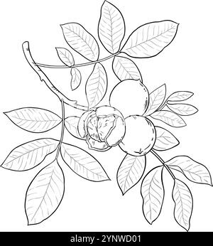Linear sketch of a walnut branch. Hand drawn vector ink drawing of nut ...