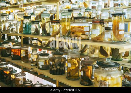 flasks and test tubes with samples of snakes and marine animals, fish ...