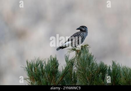 Northern Nutcracker (Nucifraga caryocatactes Stock Photo - Alamy