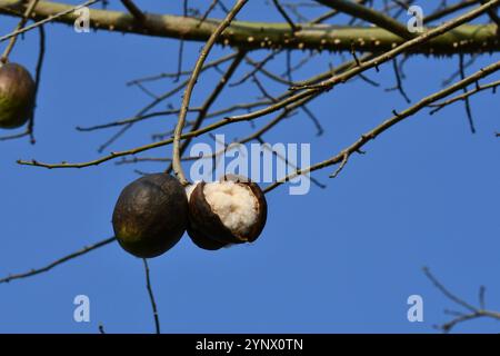 the kapok fruit with its soft fibers Stock Photo - Alamy